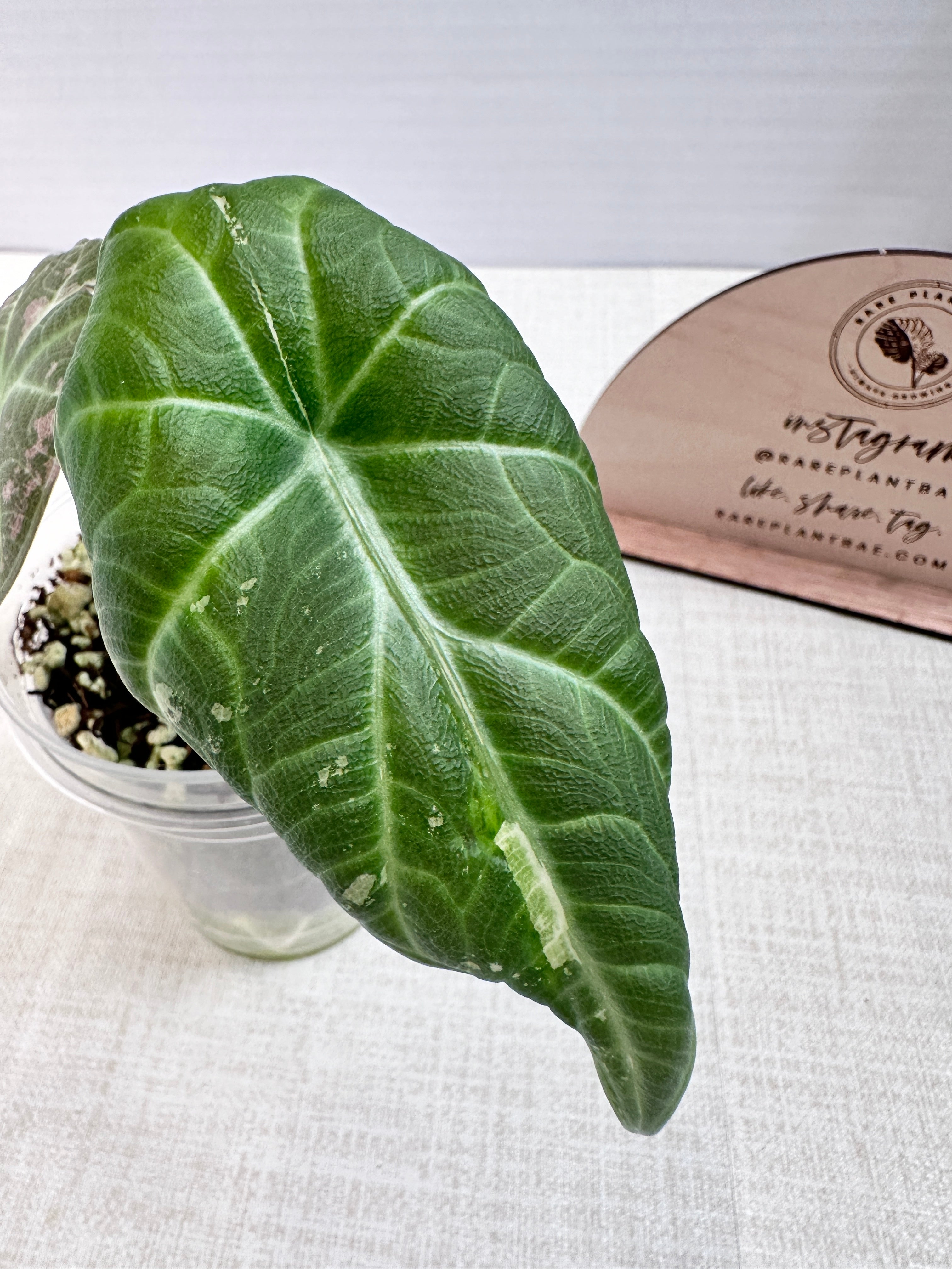 Plants – Rare Plant Bae