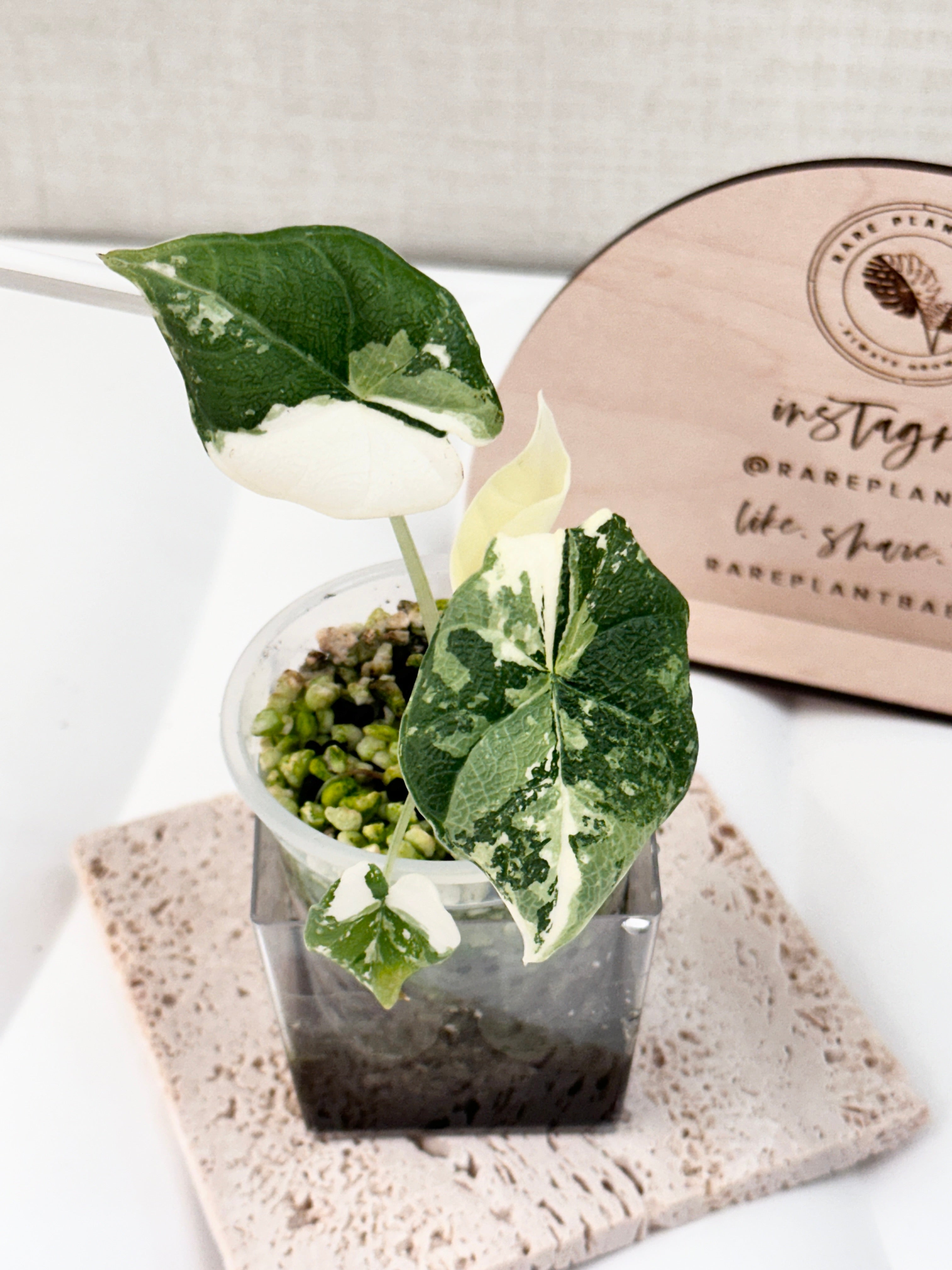 Plants – Rare Plant Bae