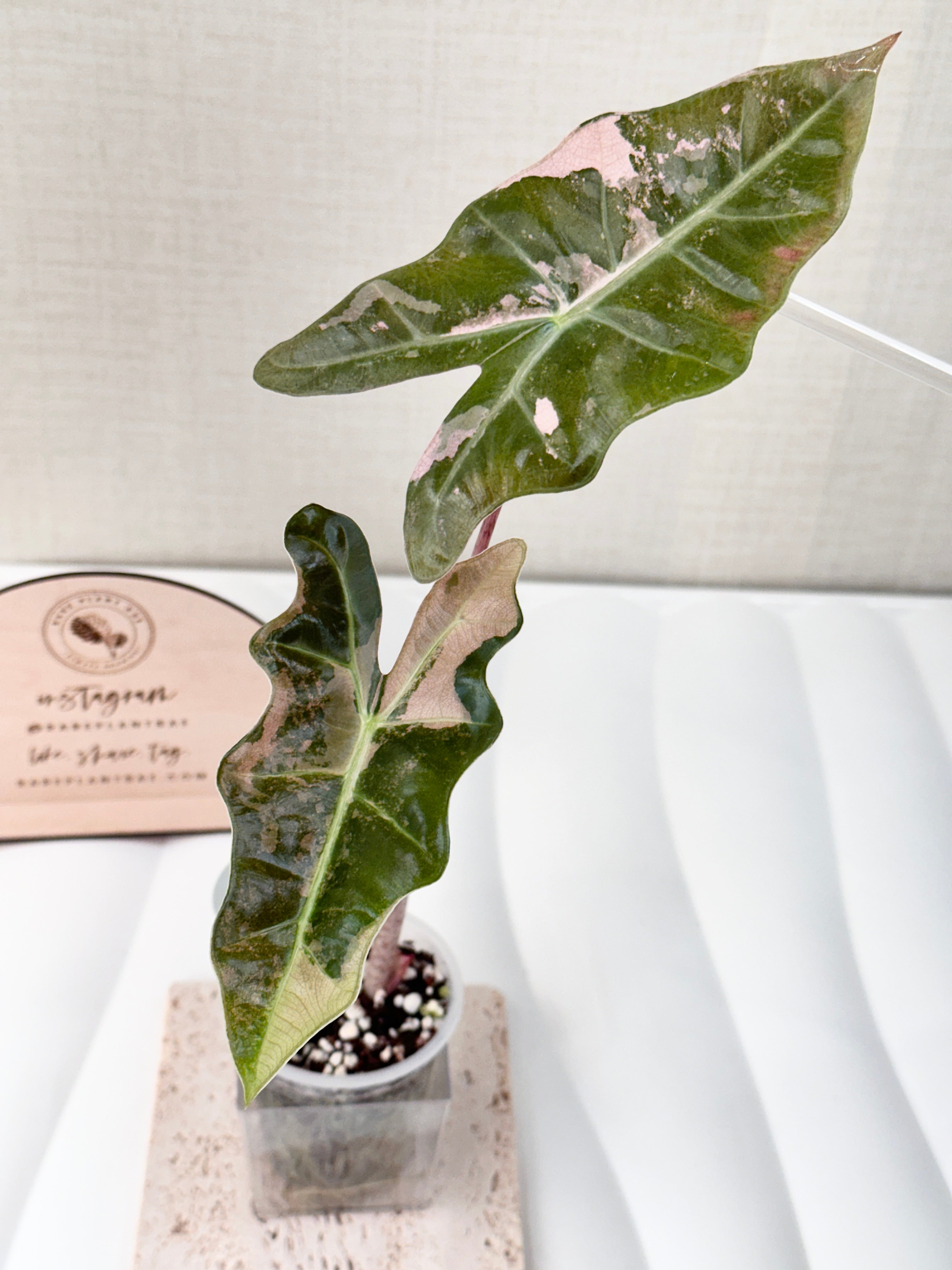 Plants – Rare Plant Bae