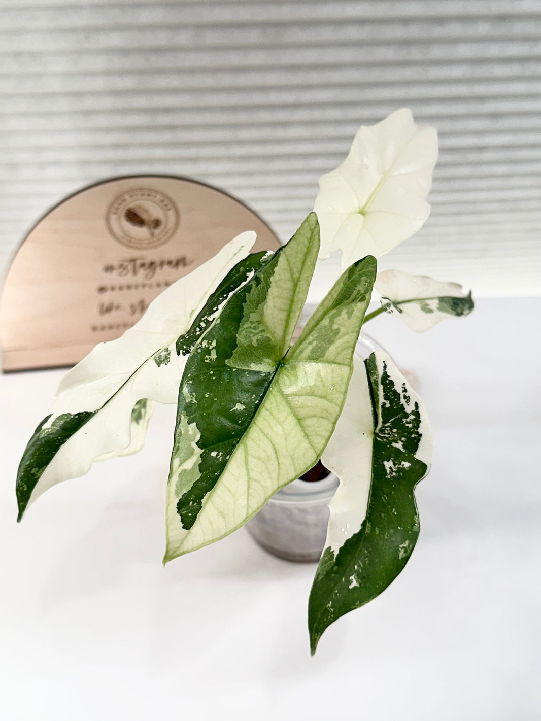 Rare Plant Bae - rare variegated plants