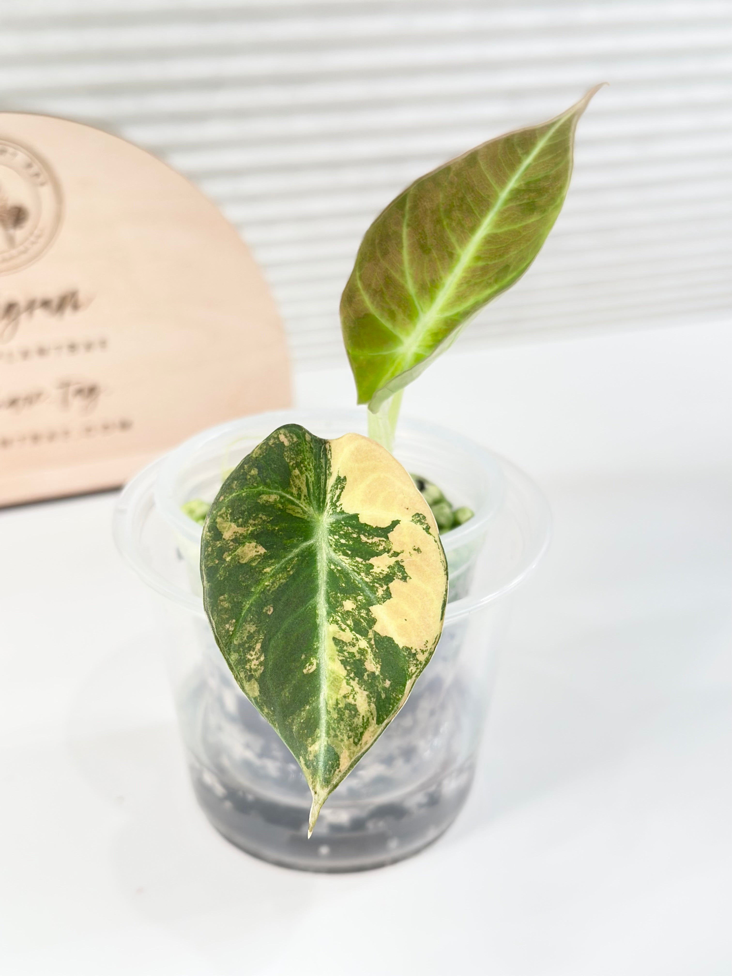 Alocasia Black Velvet Variegated - aurea – Rare Plant Bae