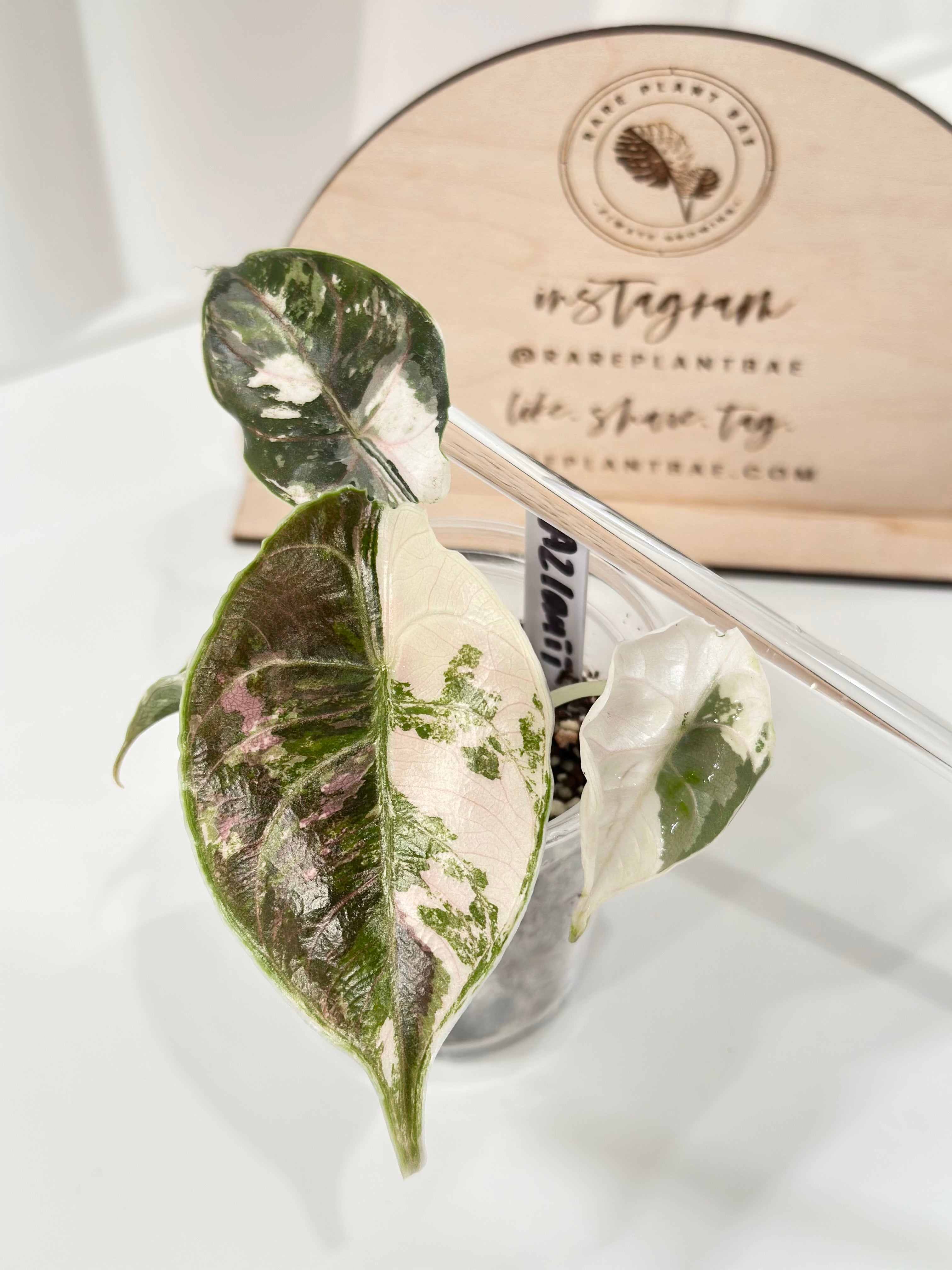 Rare Plant Bae - rare variegated plants